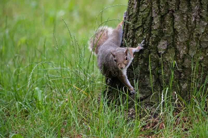Gray Squirrel at the Foot of a Tree Stock Photo - Image of life, furry ...