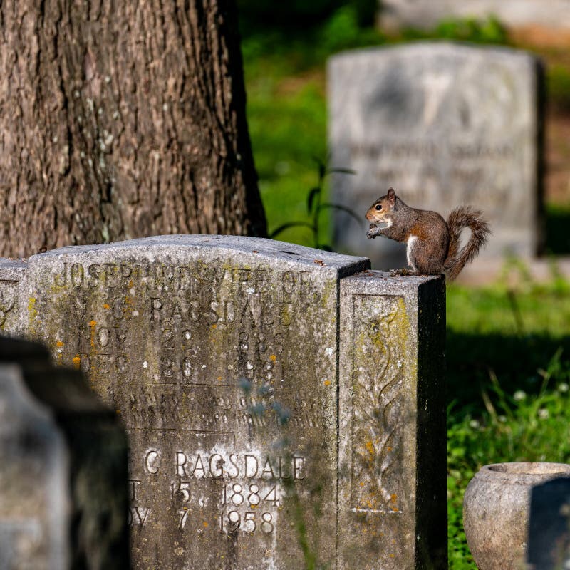 Gray Squirrel on a Gravestone in Decatur Cemetery Stock Image - Image ...