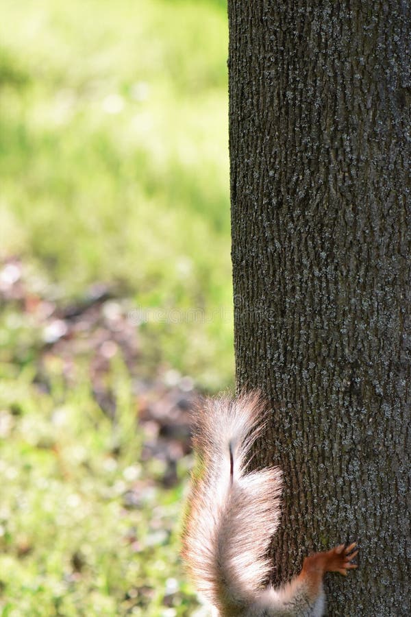 Gray Squirrel in Green Grass in the Park. the Squirrel Sits on the ...