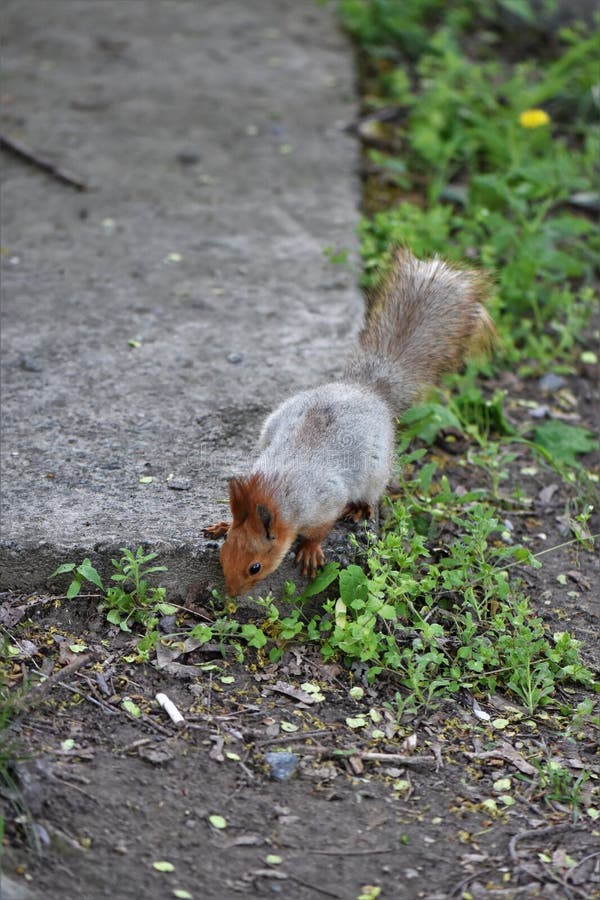 Gray Squirrel in Green Grass in the Park. the Squirrel Sits on the ...