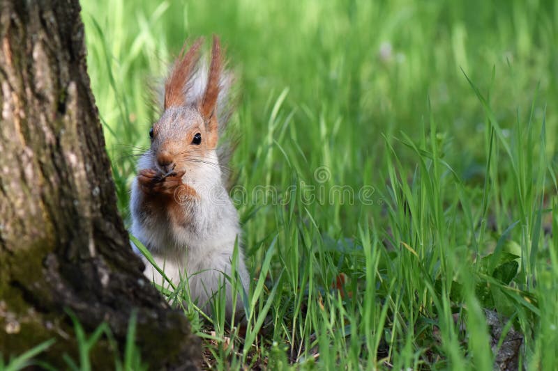 Gray Squirrel in Green Grass in the Park. the Squirrel Sits on the ...