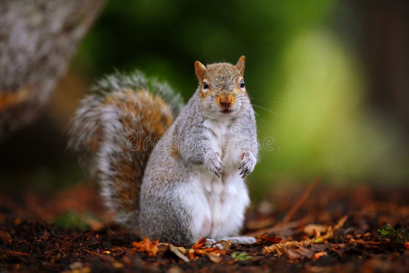 Fat squirrel in tree stock image. Image of single, sciuridae - 31147257