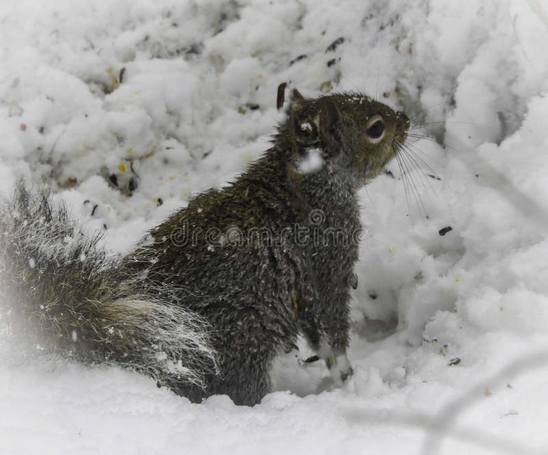 A Squirrel Guard on the Tree Stock Image - Image of forest, wildlife ...
