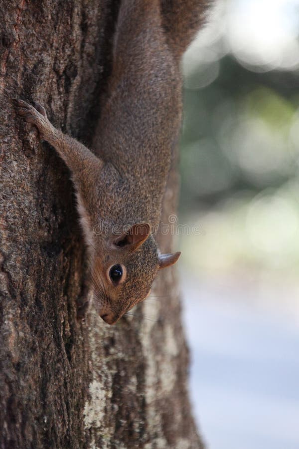 Gray squirrel stock image. Image of mammal, close, tail - 129832593