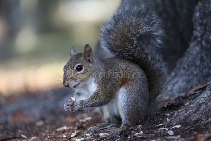 Gray squirrel stock photo. Image of garden, cute, backyard - 129832748