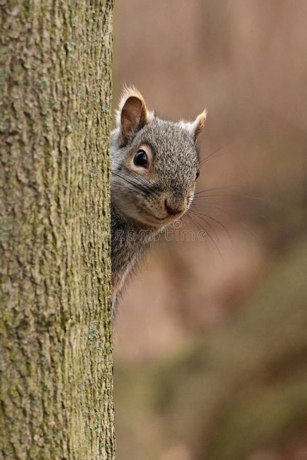 Gray Squirrel Peeking Around a Tree Stock Photo - Image of tail, funny ...
