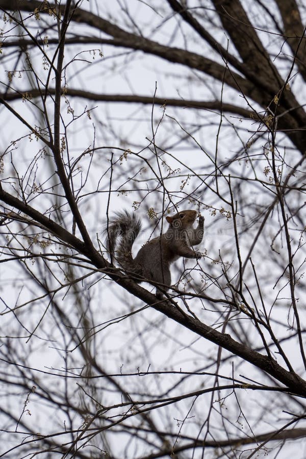 Gray Squirrel Perched Atop a Tree Reaching the Branch Stock Image ...