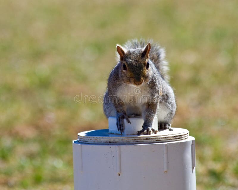 Gray Squirrel stock image. Image of funny, eastern, squirrel - 6482735