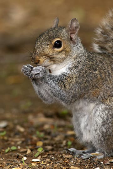 Gray Squirrel Portrait stock image. Image of nature, creature - 19370465