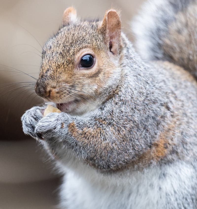 Gray Squirrel Portrait stock photo. Image of costa, howler - 124615888