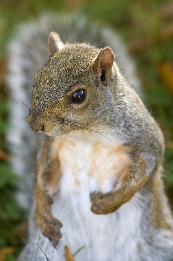 Gray Squirrel Portrait stock image. Image of nature, creature - 19370465