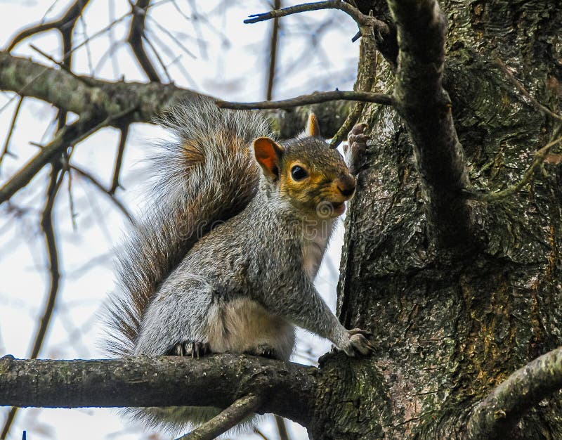 Gray Squirrel (Sciurus Carolinensis) on a Tree in the Park, Manhattan ...
