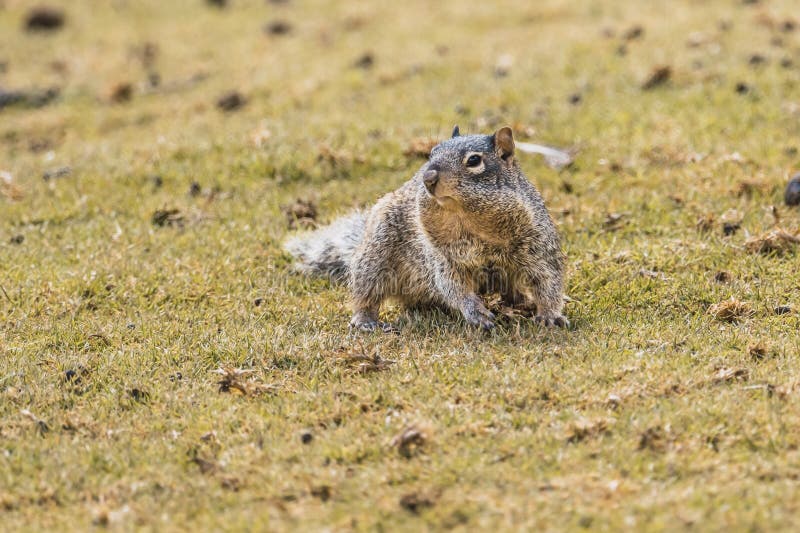 Gray Squirrel (Sciurus Griseus) Eating with Cheeks Full of Seeds Stock ...