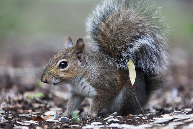 Gray squirrel stock image. Image of nature, park, mammal - 36906207