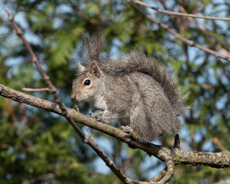 Squirrel Sitting on the Tree Stock Image - Image of park, looking: 59268473