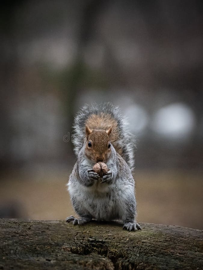 Gray Squirrel at the Foot of a Tree Stock Photo - Image of foot ...