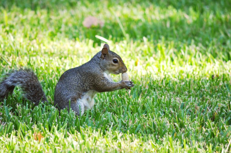 Red Squirrel Sniffing Food stock image. Image of cute - 3836265