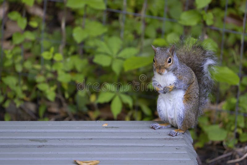 Gray Squirrel on Top of a Small Bench Stock Photo - Image of cute, gray ...