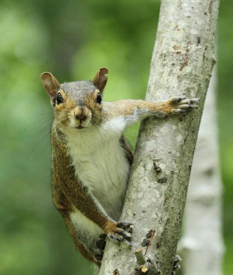 Gray Squirrel on Tree Trunk Stock Photo - Image of curiousity, acorns ...