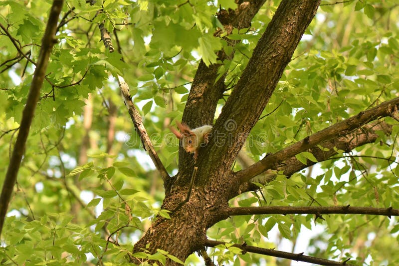 Gray Squirrel on the Tree Trunk in the Park. Stock Photo - Image of ...