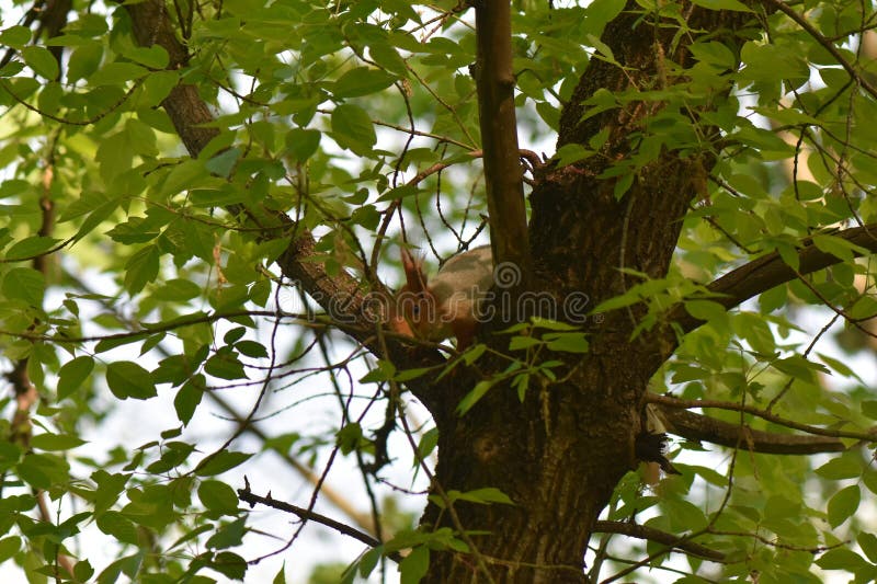 Gray Squirrel on the Tree Trunk in the Park. Stock Image - Image of ...
