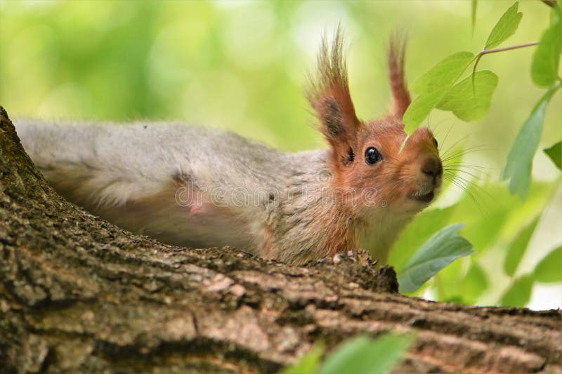 Gray Squirrel on the Tree Trunk in the Park. Stock Photo - Image of ...