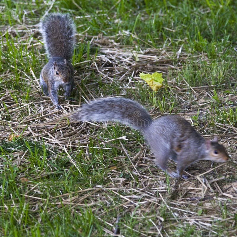Gray Squirrels Running stock photo. Image of northern - 5611736