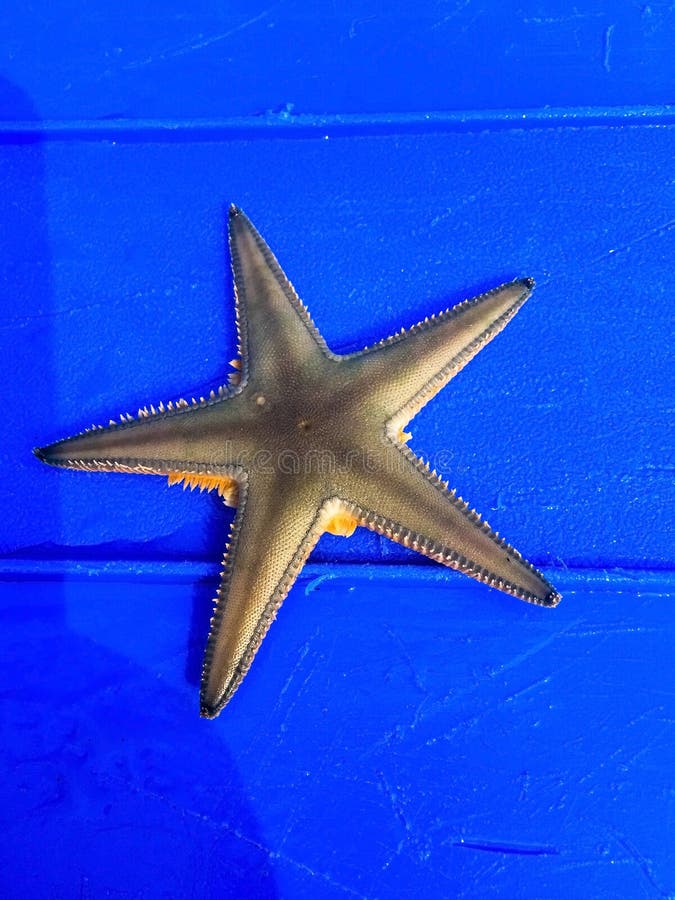 Gray Starfish on a Blue Background Stock Photo - Image of beauty ...