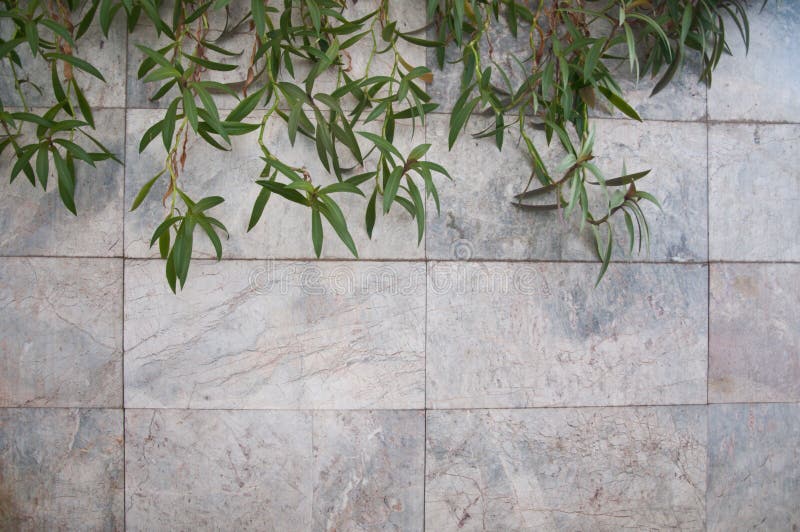 Tiles and tree stock image. Image of urban, tree, outdoors - 92274339