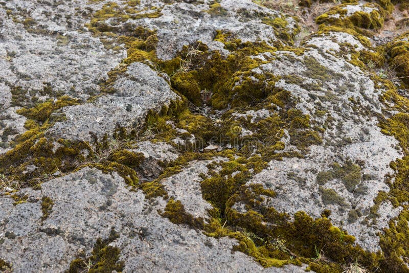 Gray Stones with Green Moss. Texture Stock Photo - Image of background ...