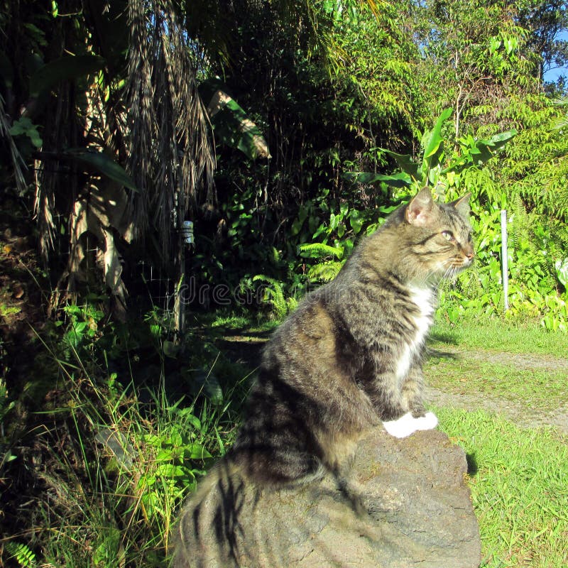 Gray Stripe Cat on a Rock stock photo. Image of cute - 164858362