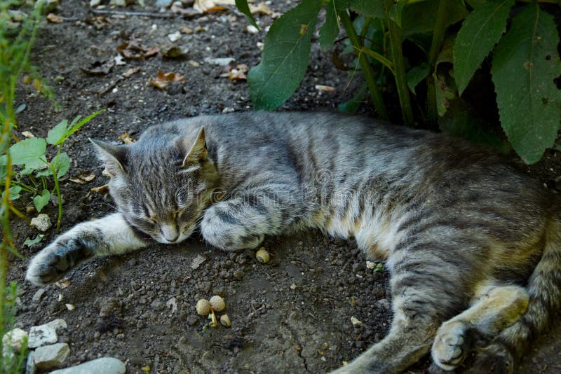 696 Cat Stretched Out Stock Photos - Free & Royalty-Free Stock Photos ...