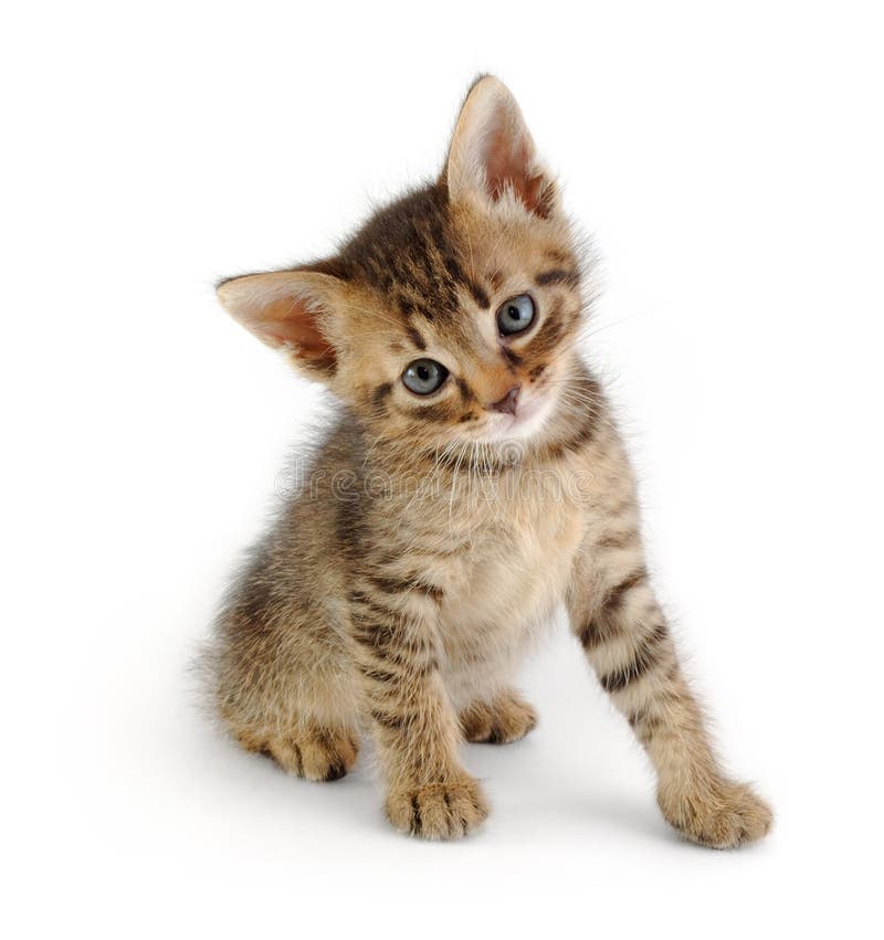 Kitty and butterfly stock photo. Image of kitten, white - 19209818