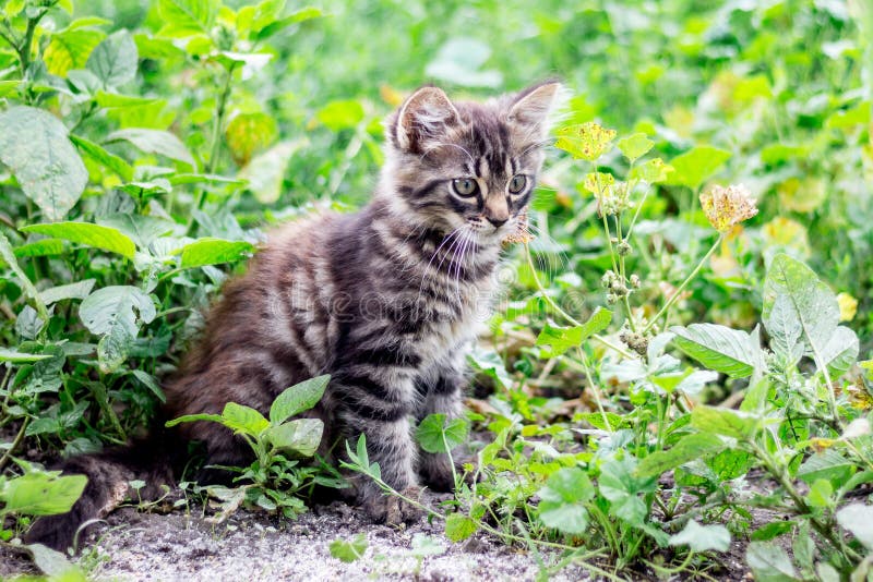 A Gray Striped Kitty with a Distinct Gaze in Green Grass_ Stock Image ...