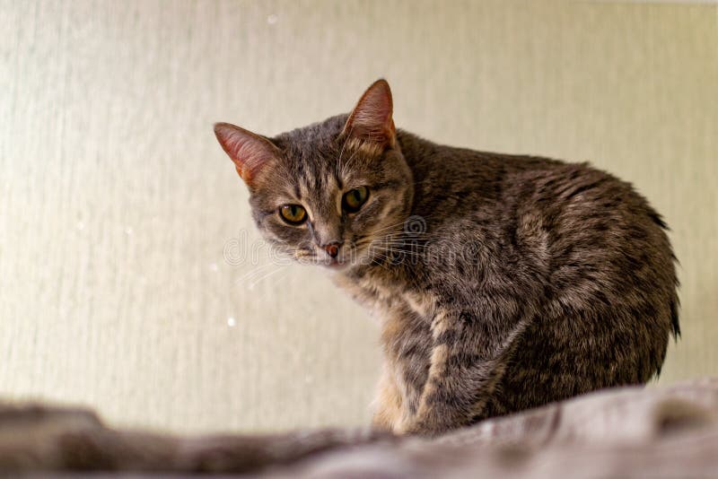 The gray striped kitty! stock image. Image of snout - 243236219