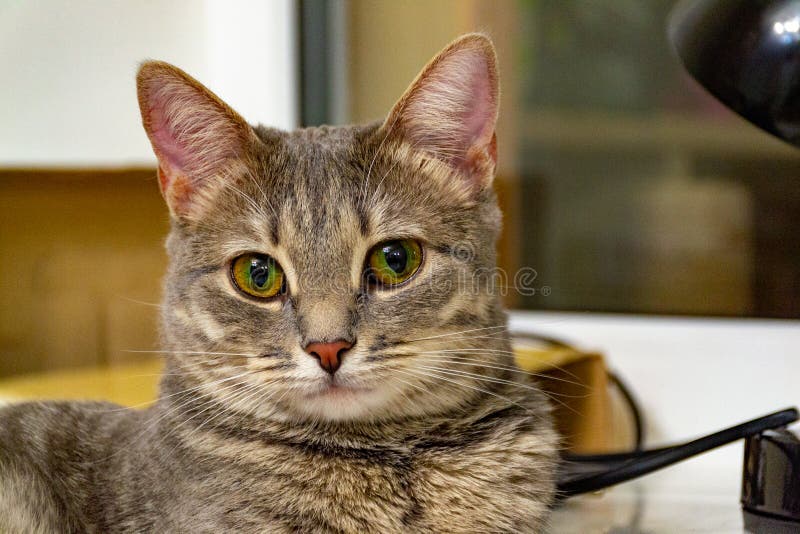 The gray striped kitty! stock image. Image of snout - 243236219