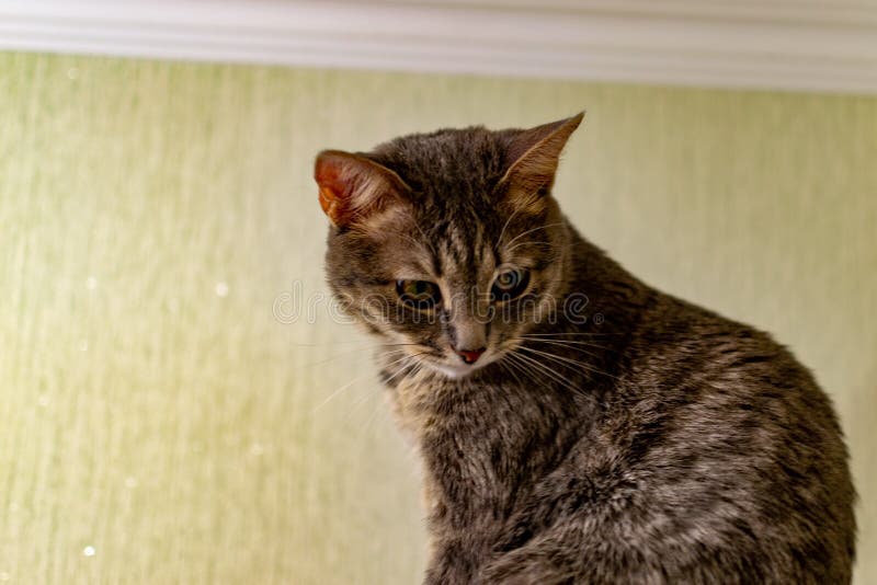 The gray striped kitty! stock image. Image of snout - 243236219