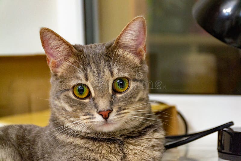 The gray striped kitty! stock image. Image of snout - 243236219
