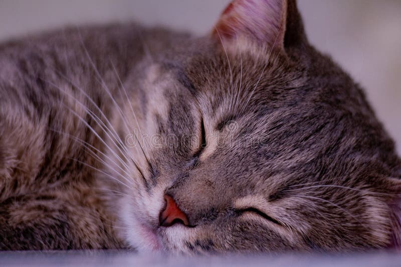 The gray striped kitty! stock image. Image of carnivore - 243235829