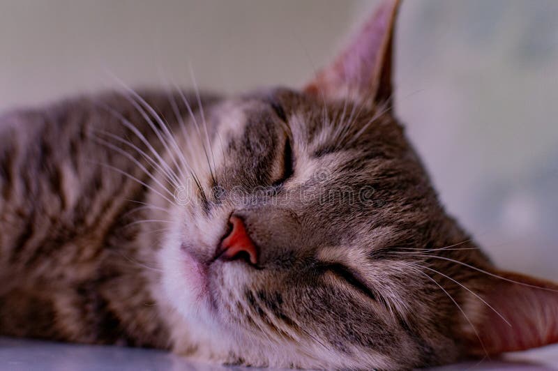 The gray striped kitty! stock photo. Image of sleeping - 243236162