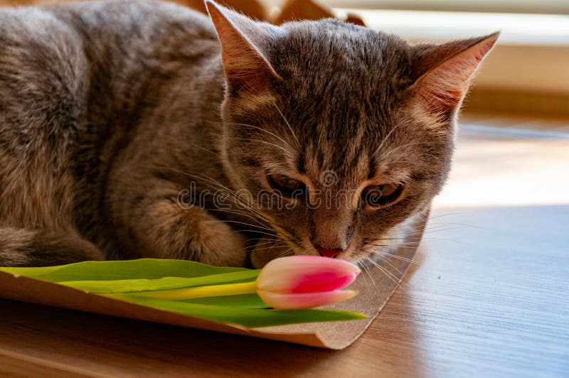 The gray striped kitty! stock image. Image of snout - 243236255
