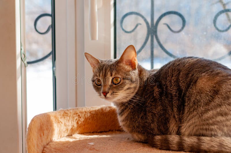 The gray striped kitty! stock photo. Image of mammal - 243236418