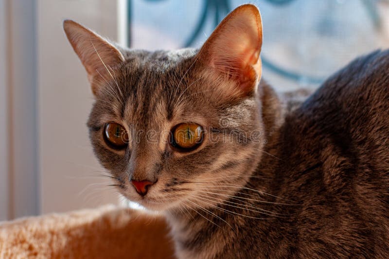 The gray striped kitty! stock photo. Image of wildcat - 243236444