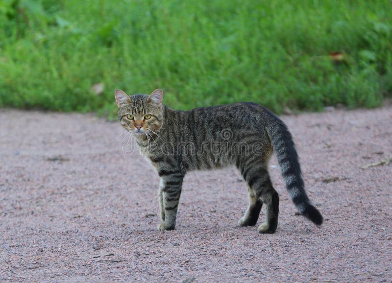 Gray Striped Yellow-eyed Cat Stands on a Park Path Stock Image - Image ...