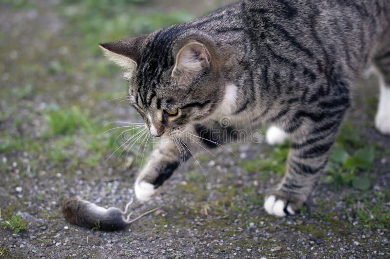 Gray Striped Young Cat Catches a Mouse in the Yard Stock Photo - Image ...