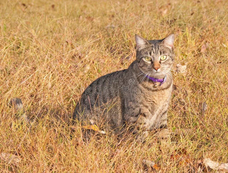 Gray Tabby Cat in Fall Grass and Leaves Stock Photo - Image of fall ...