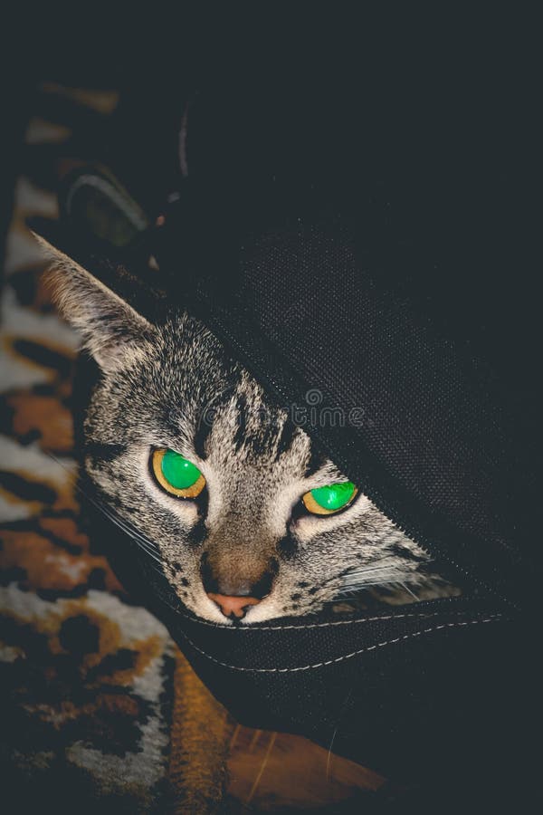 Gray Tabby Cat Hiding in Backpack Stock Image - Image of hair, face ...
