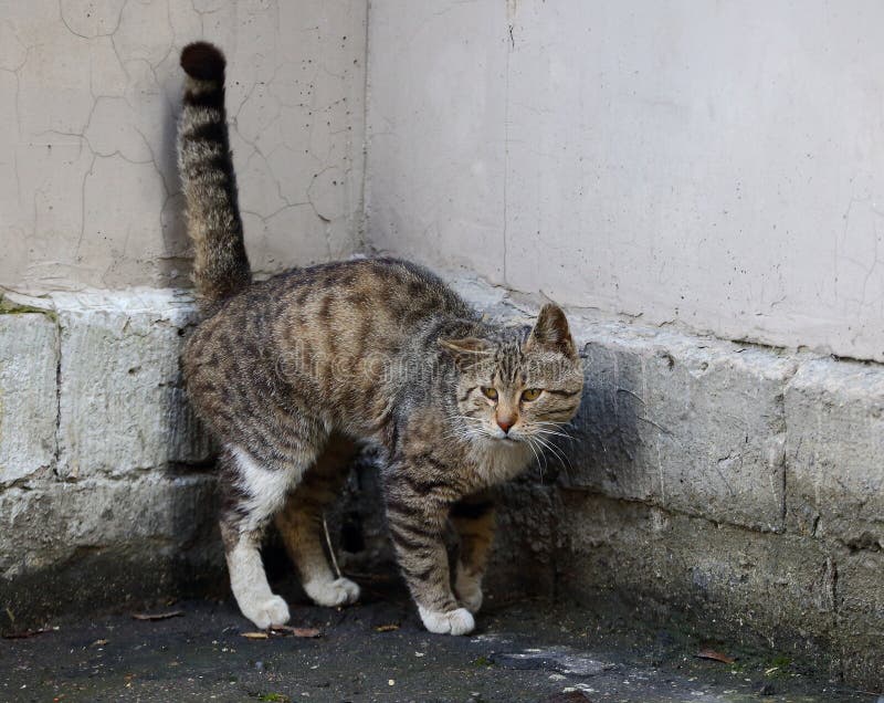 Gray Tabby Cat with Its Tail Raised in the Corner of the Wall Stock ...