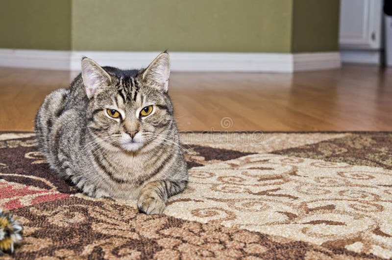 Gray Tabby Cat Laying On Carpet Stock Photo - Image of litter, cats ...