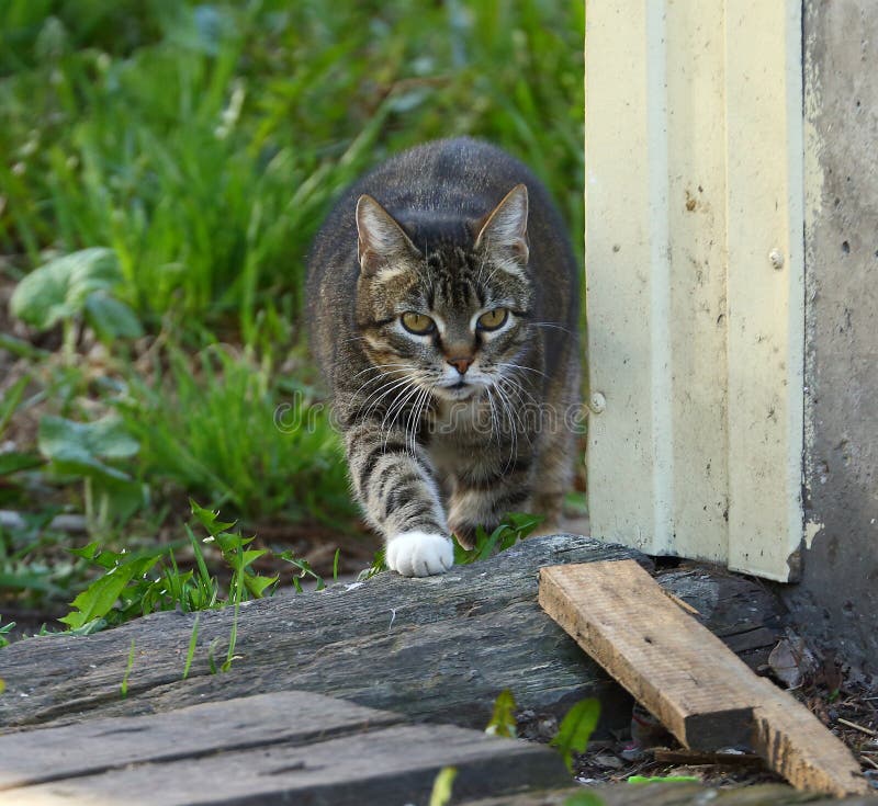 Cat Look Around Corner Photos - Free & Royalty-Free Stock Photos from ...